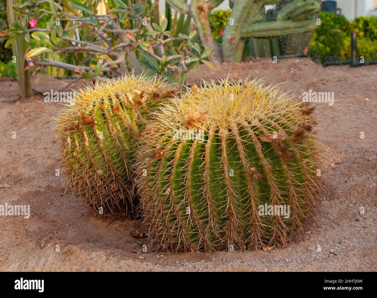green cactus in the stone garden Stock Photo - Alamy
