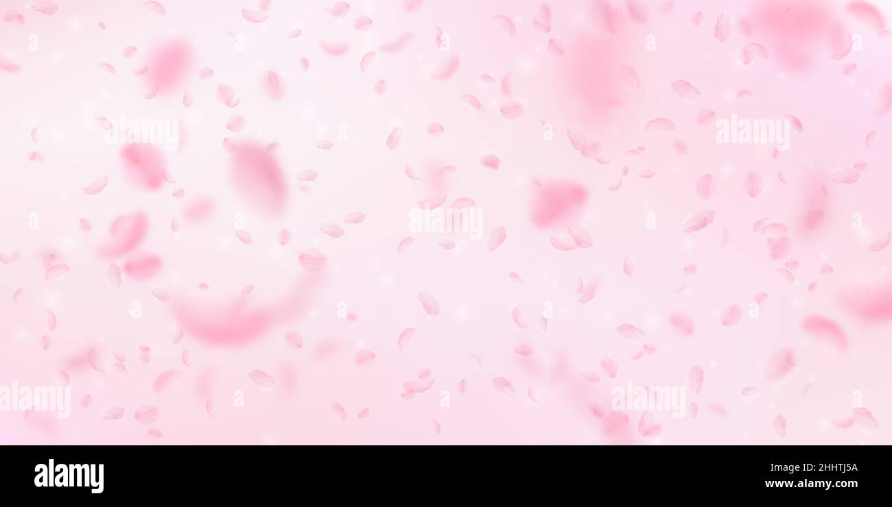 Sakura petals falling down. Romantic pink flowers falling rain. Flying ...