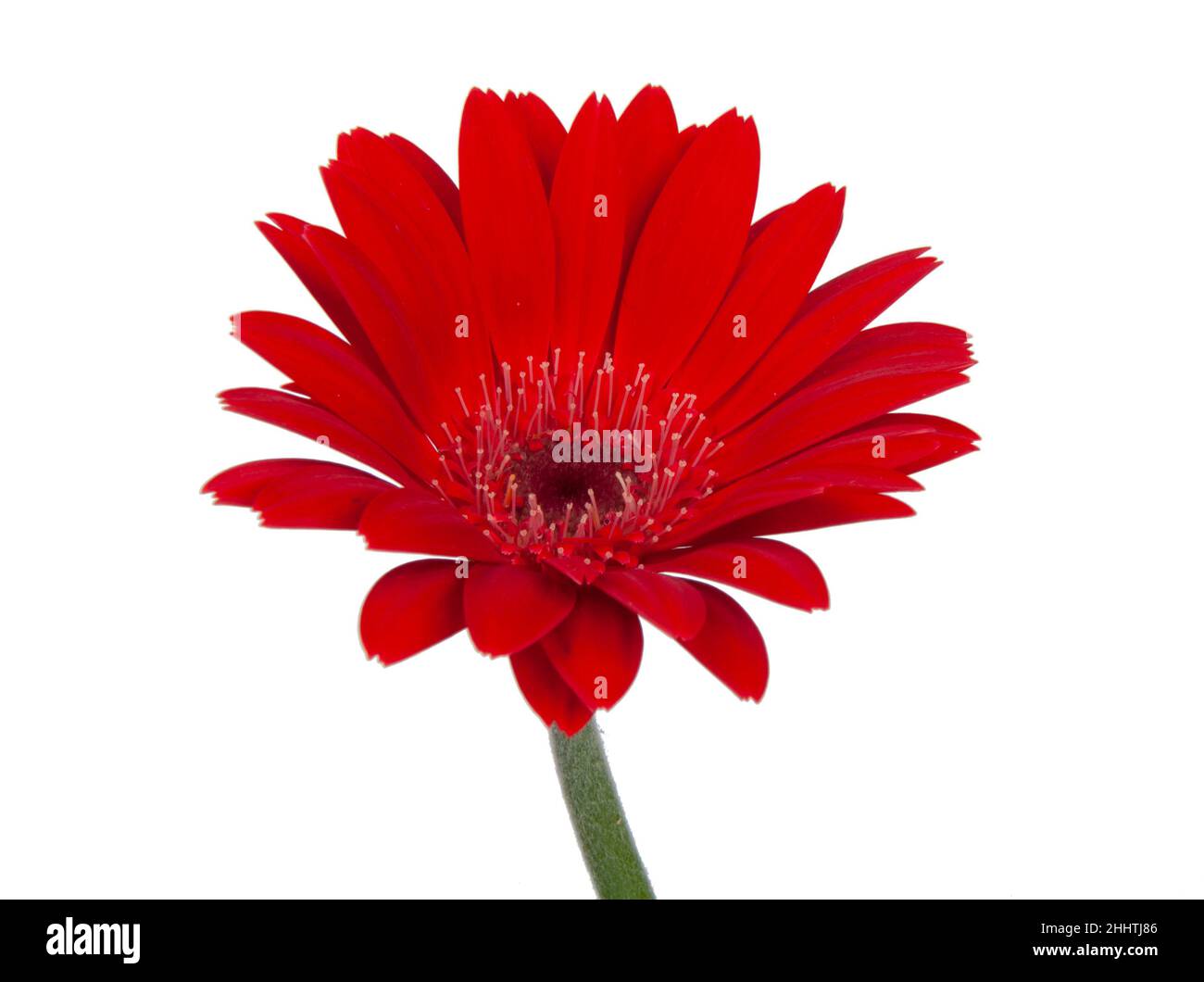 Gerbera african daisy top hi-res stock photography and images - Alamy