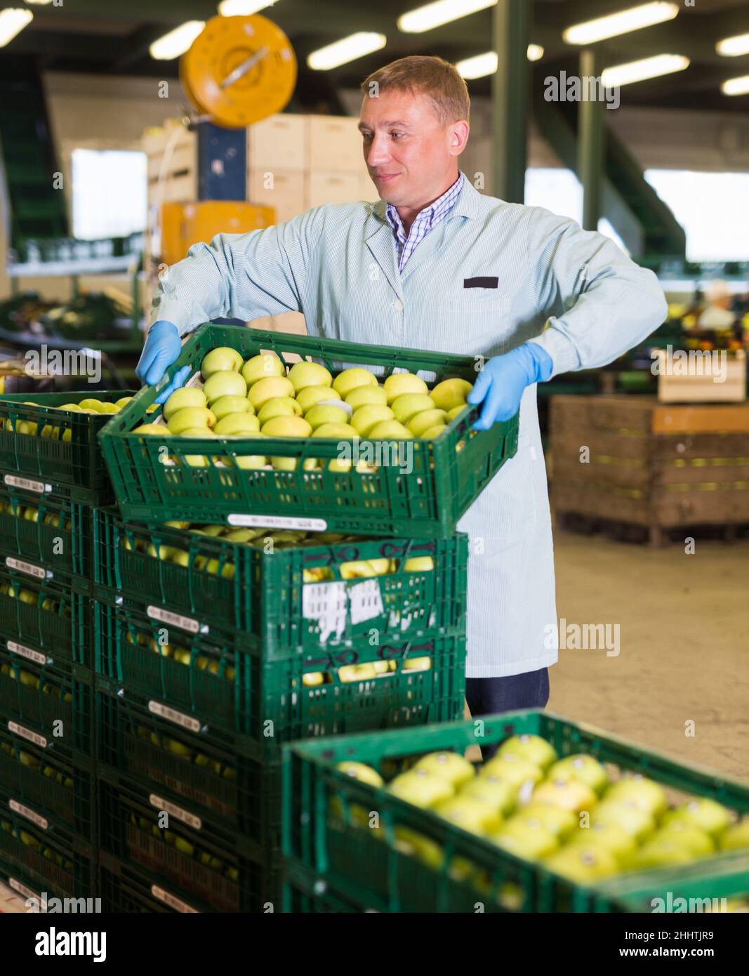 Man stacking boxes with selected apples Stock Photo - Alamy