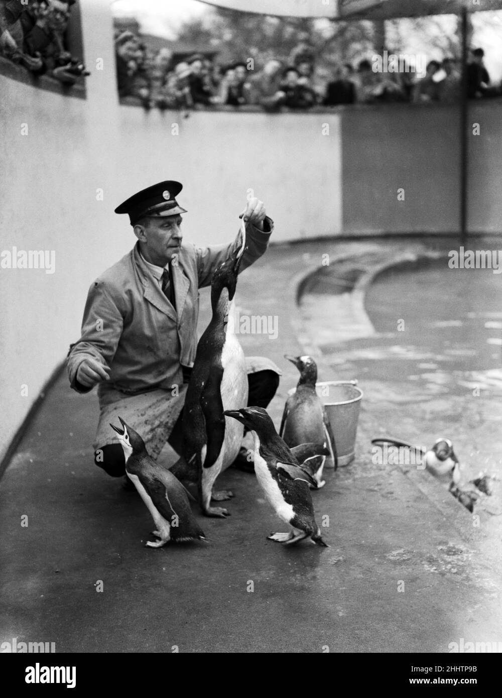 The first Emperor Penguin at London Zoo. 31st March 1950 Stock Photo ...