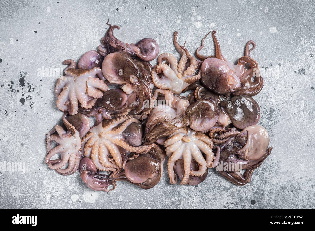 Bunch of raw young baby octopus on kitchen table. Gray background. Top ...