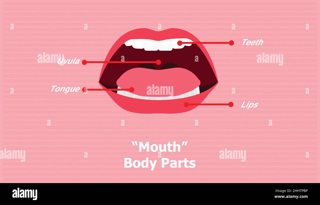 anatomy of mouth. beautiful color background. vector illustration eps10 ...