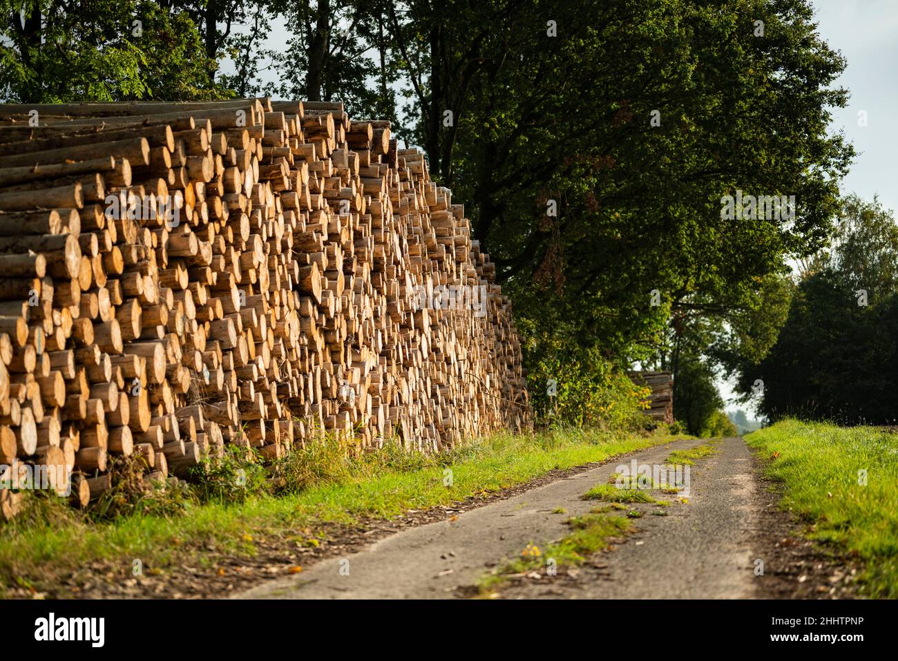 Huge piles of felled tree trunks along a rural field road, Teutoburg ...