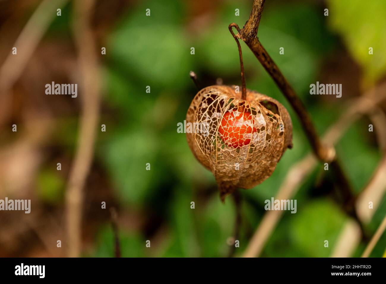 Close-up of the bright orange fruits of a bladder cherry (Physalis ...
