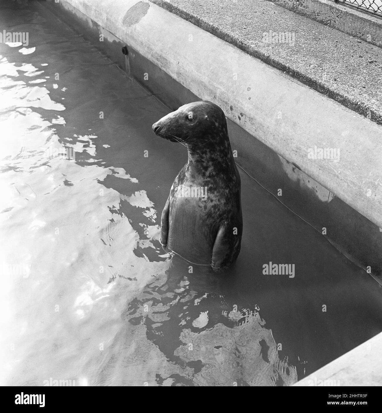 Sammy the seal london hi-res stock photography and images - Alamy
