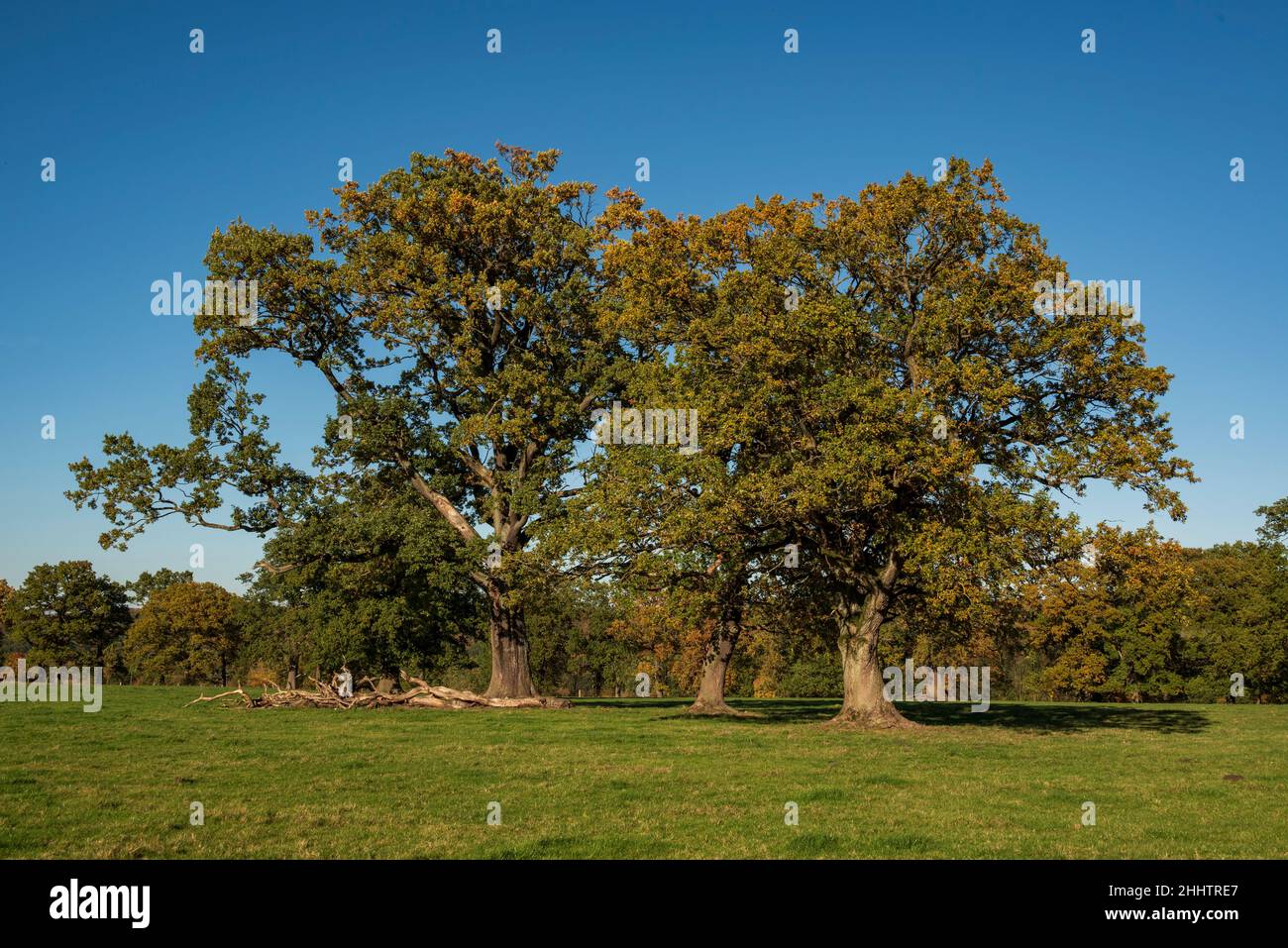 Group of mighty old oak trees (“Huteeichen”, wood pasture oaks) on a ...