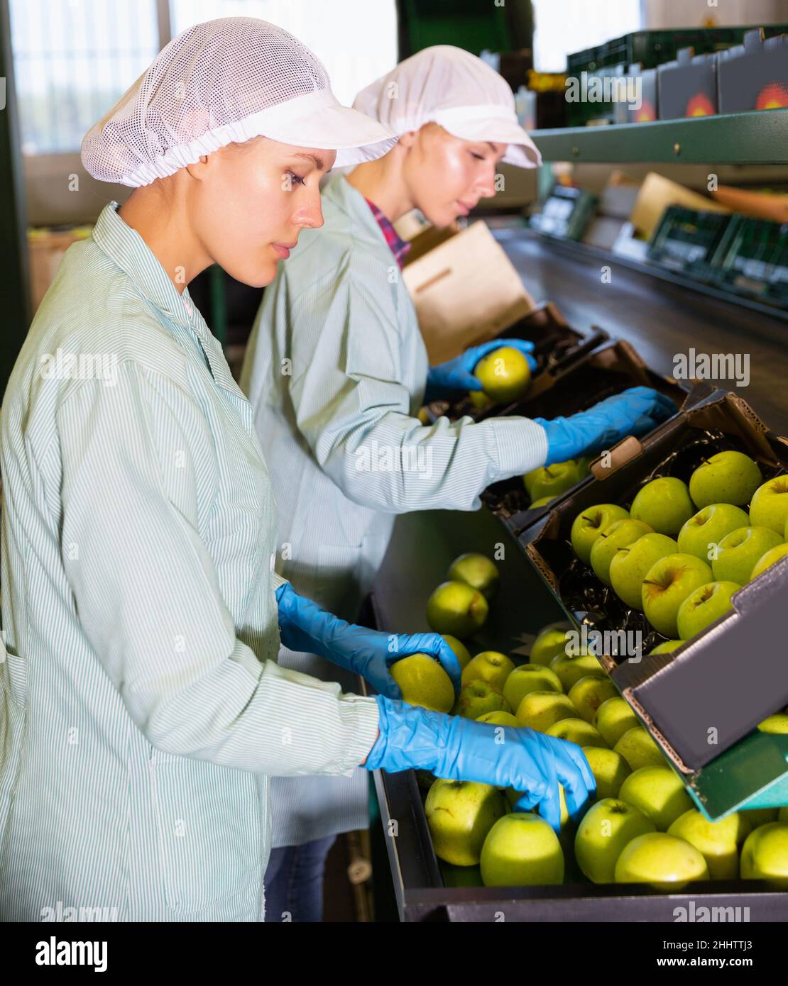 women sorting and preparing apples Stock Photo - Alamy