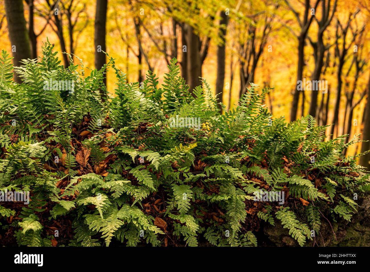 Close-up of a cluster of common polypody fern (Polypodium vulgare) with ...