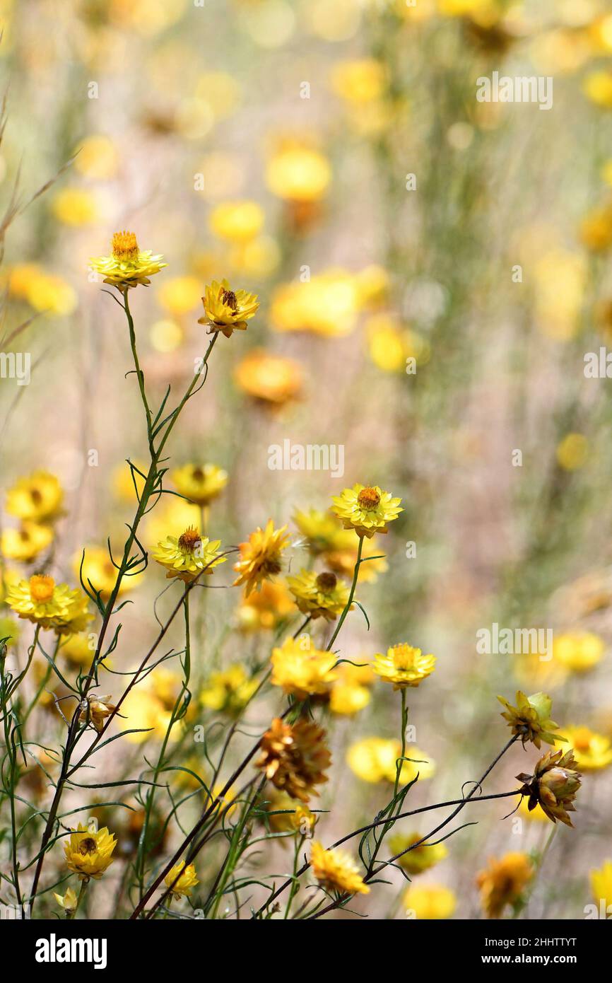 Yellow flower heads of the eastern Australian native Sticky Everlasting ...
