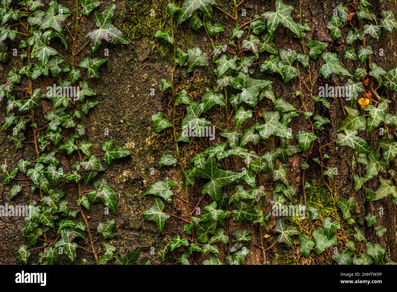 Ivy tendrils hi-res stock photography and images - Alamy
