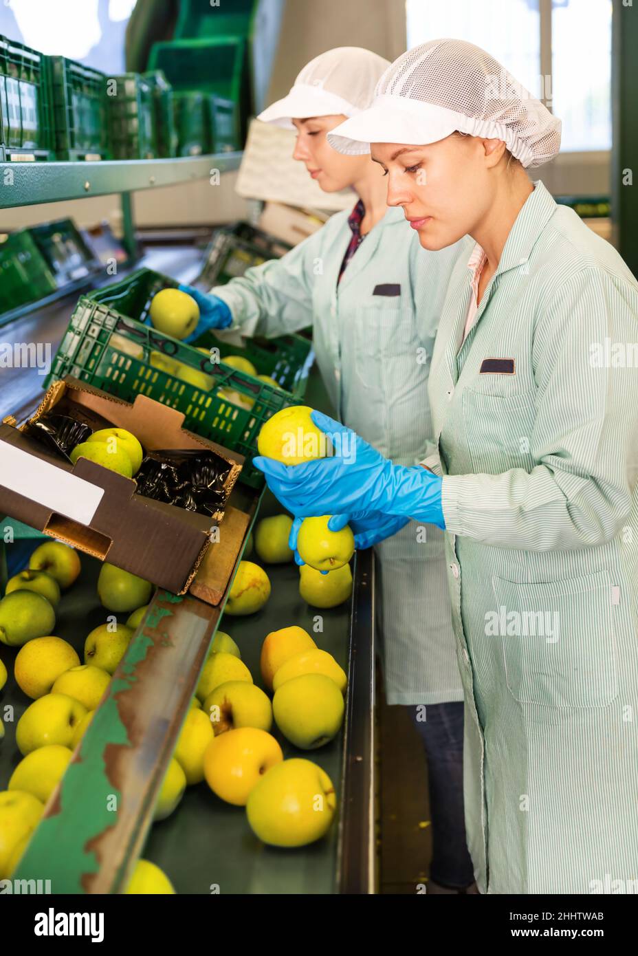 Working preparing apples for packaging at fruit warehouse Stock Photo ...