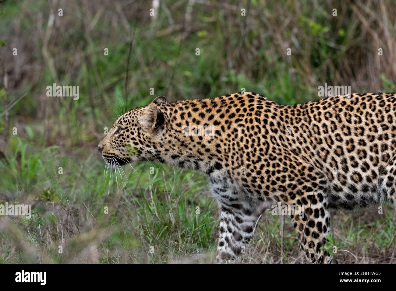 African leopard moving through the bush in South Africa Stock Photo - Alamy