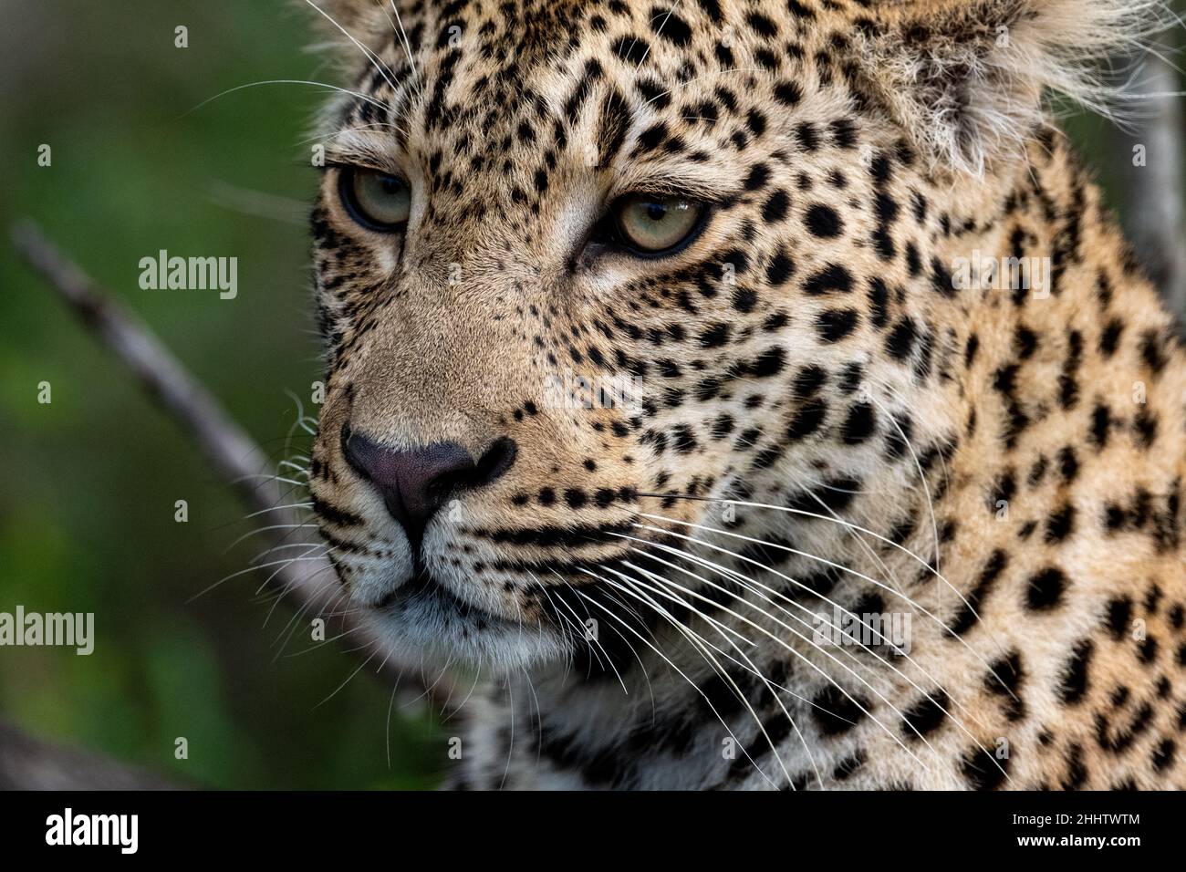 African leopard moving through the bush in South Africa Stock Photo - Alamy