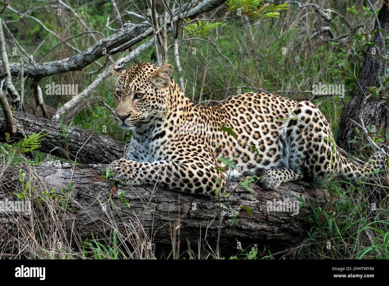 African leopard resting on a tree in South Africa Stock Photo - Alamy
