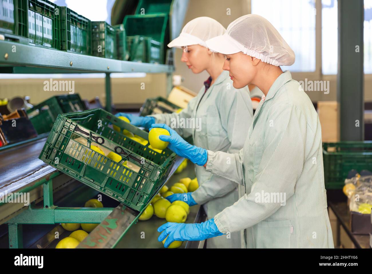 Working preparing apples for packaging at fruit warehouse Stock Photo ...