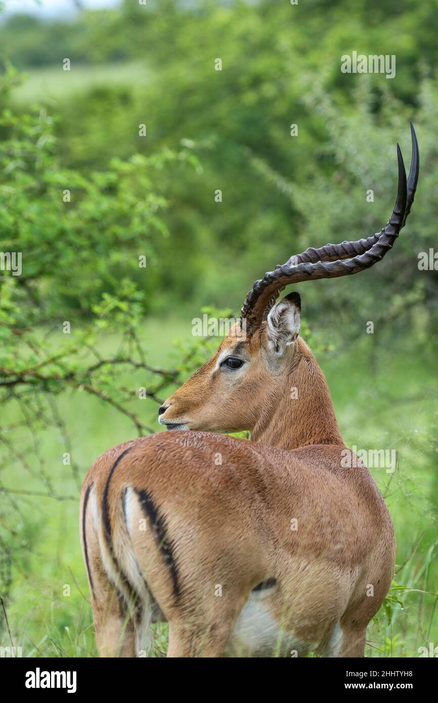 Impala ram in the Kruger National Park Stock Photo - Alamy