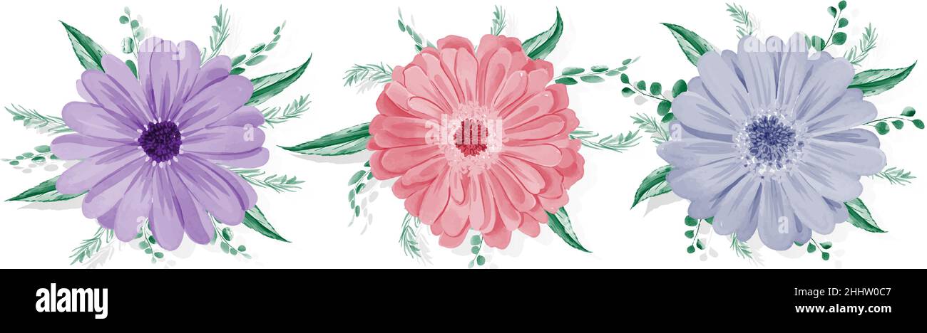 Daisy flower blooming on Stock Vector Images - Alamy