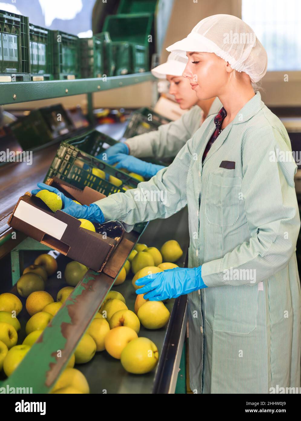 Working preparing apples for packaging at fruit warehouse Stock Photo ...