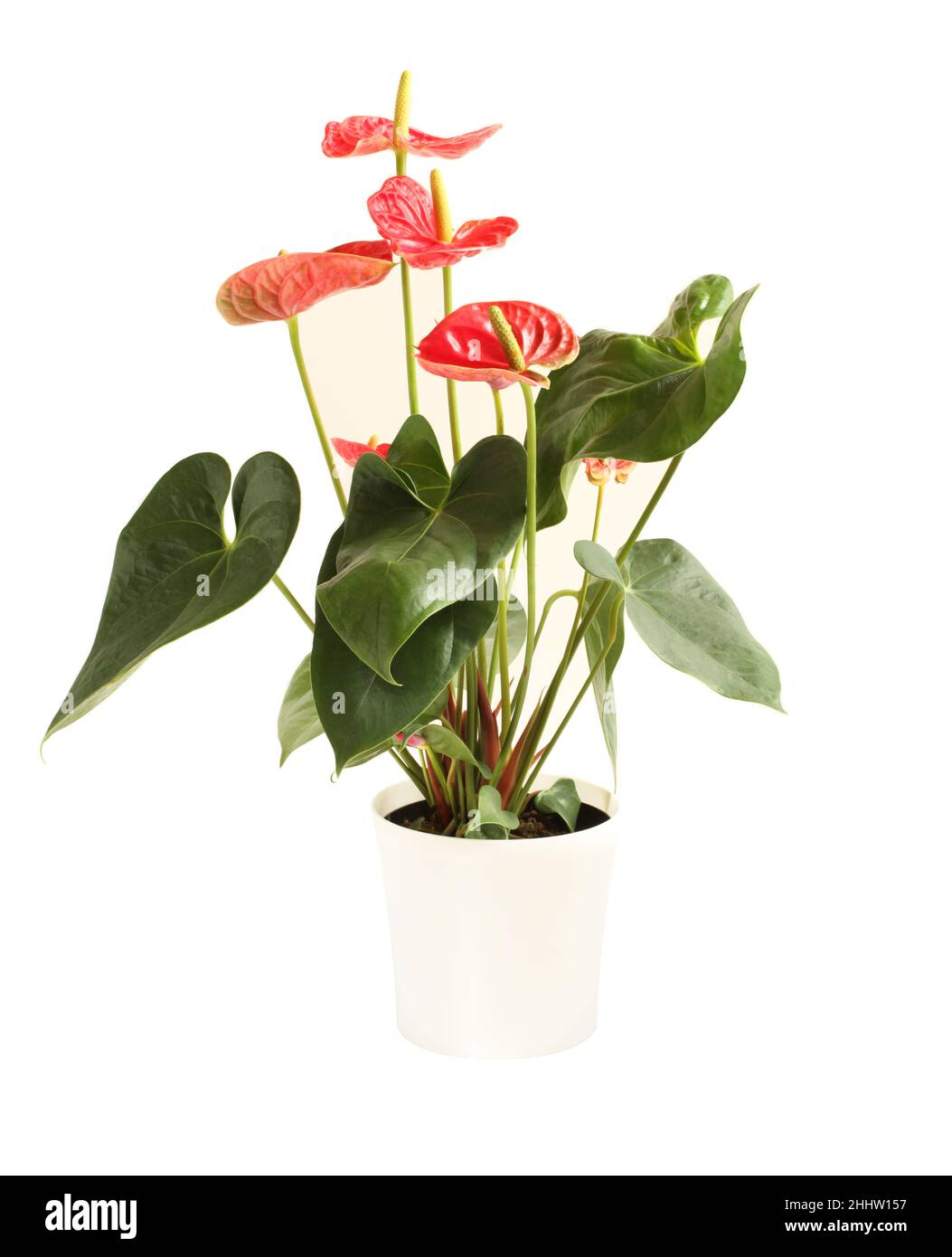Red anthurium flower in white plastic pot isolated on white background ...