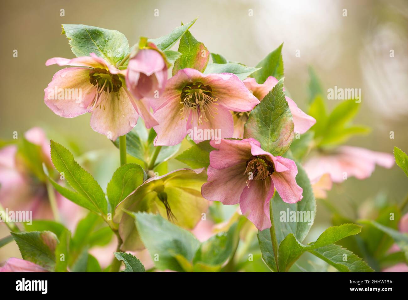 Beautiful hellebores hi-res stock photography and images - Alamy