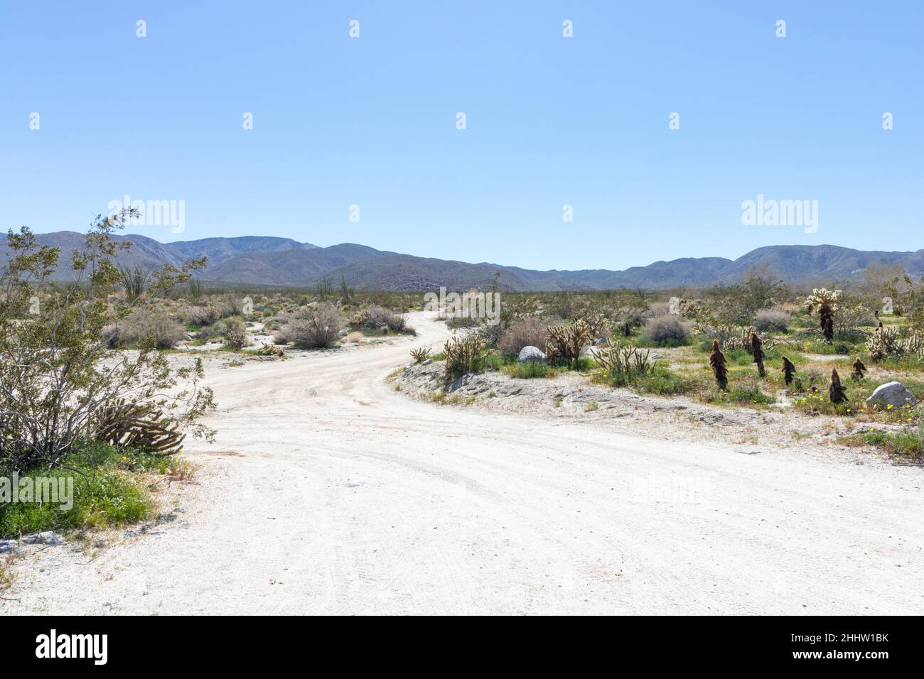 Southwest desert landscape with winding road with desert plants in ...
