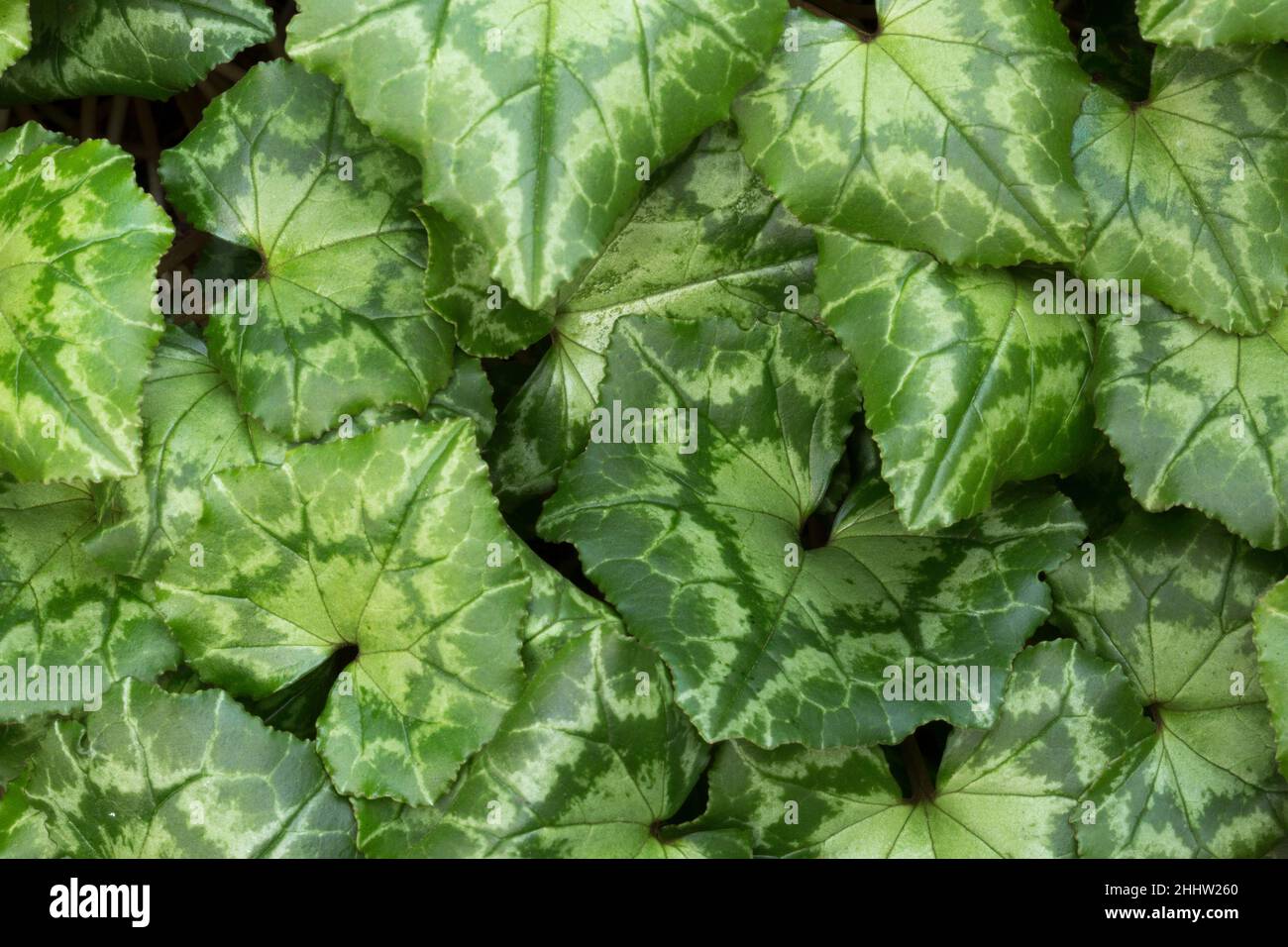 Green leaves as ground cover hi-res stock photography and images - Alamy