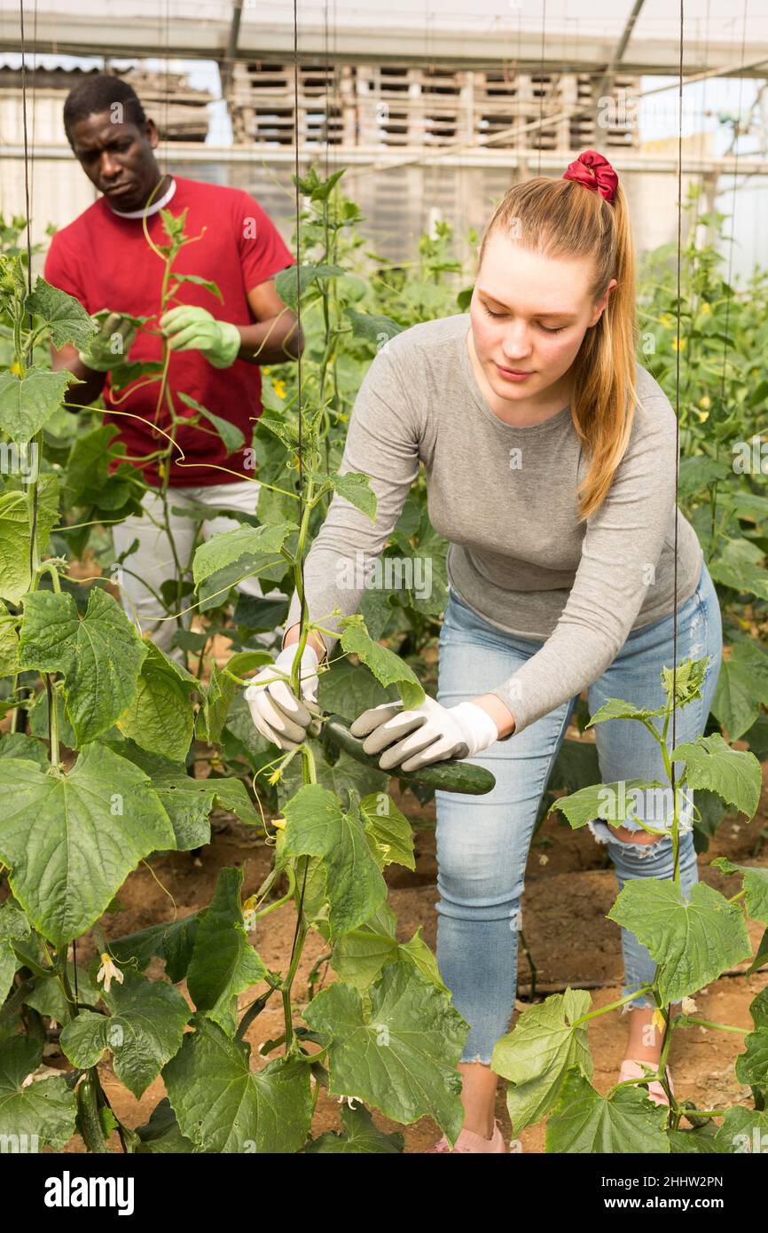 Female farm worker gathering crop of cucumbers Stock Photo - Alamy
