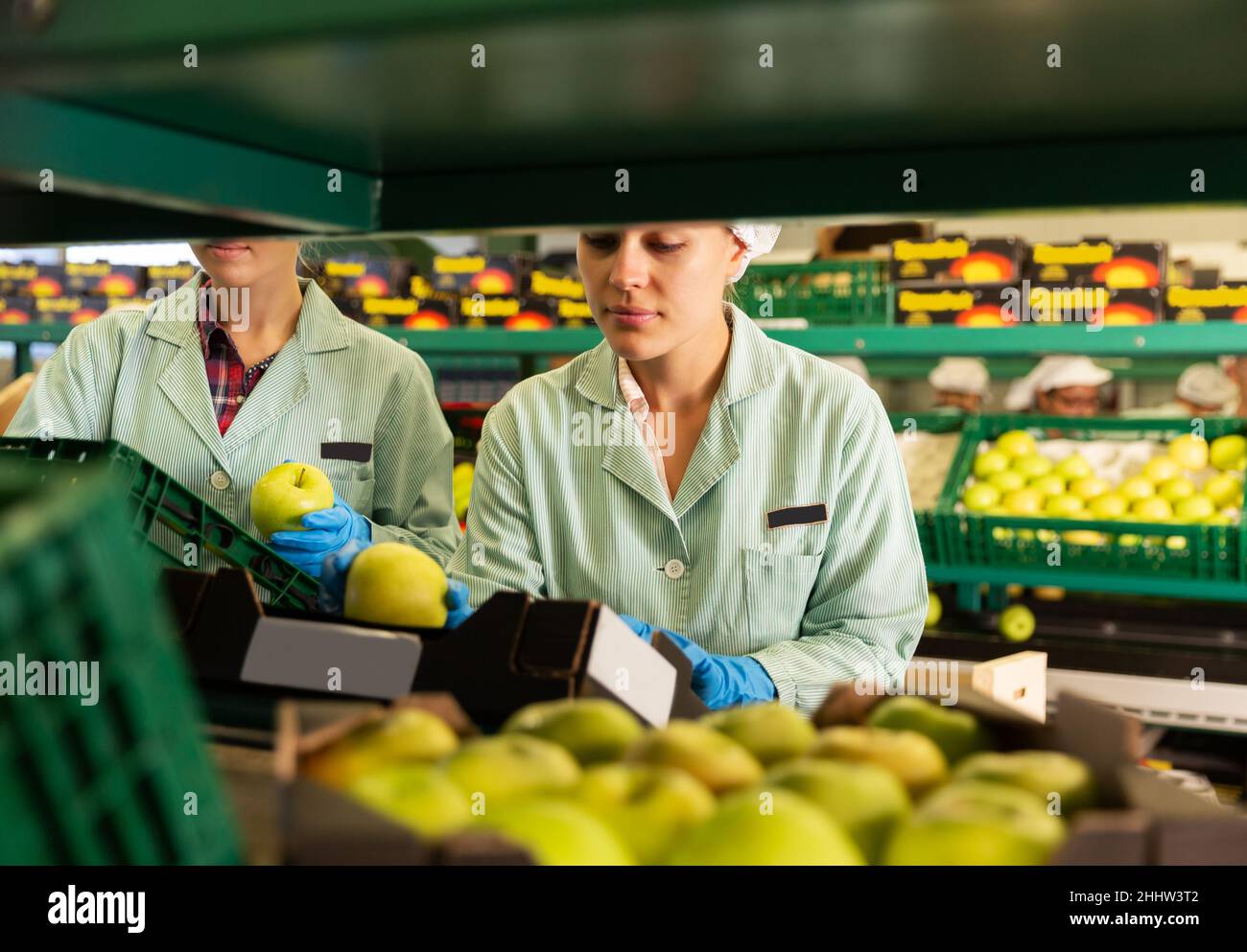 women in uniform packing apples to crates at factory Stock Photo - Alamy
