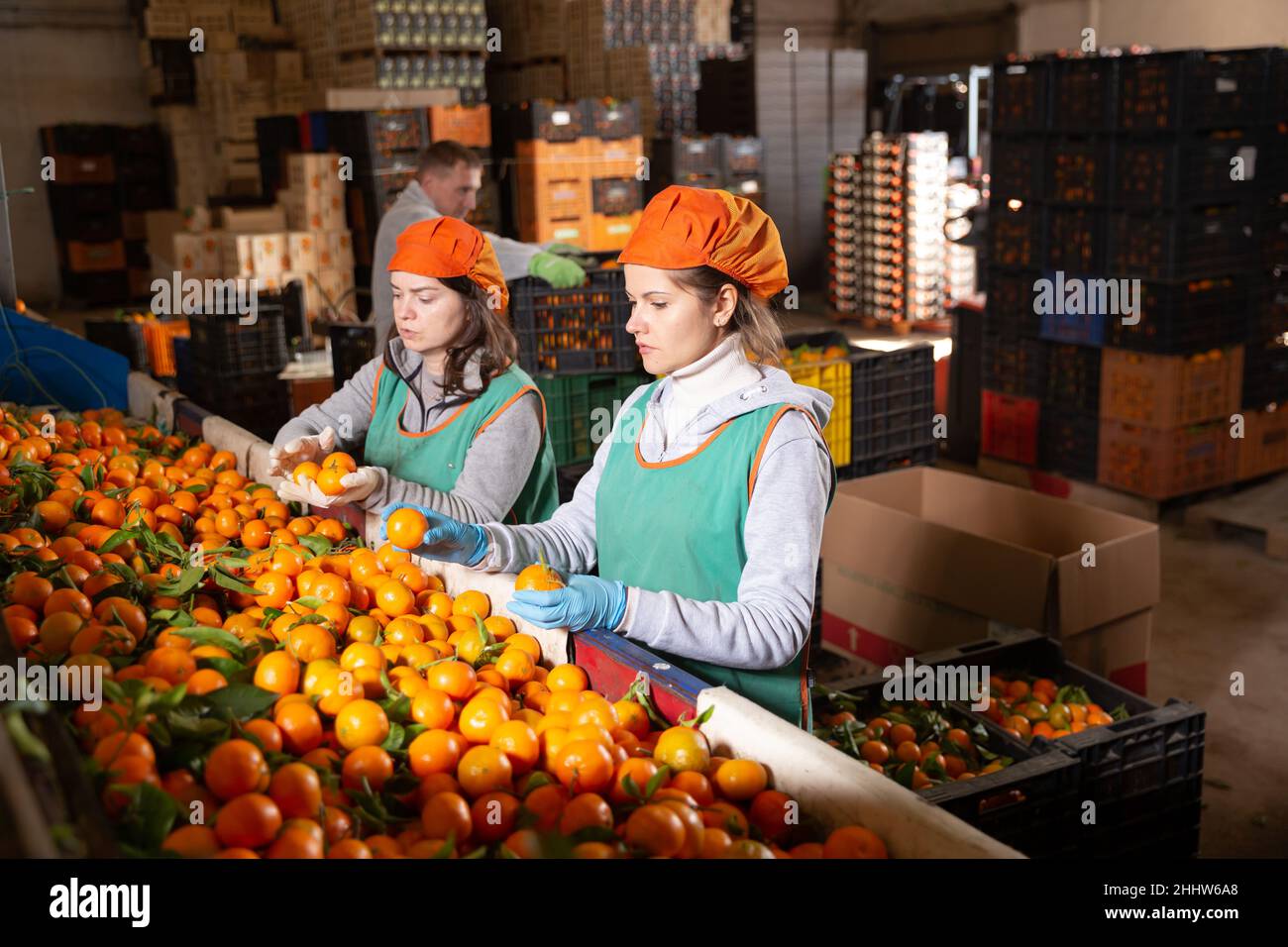 Female employee in colored uniform sorting fresh ripe mandarins on producing grading line Stock ...