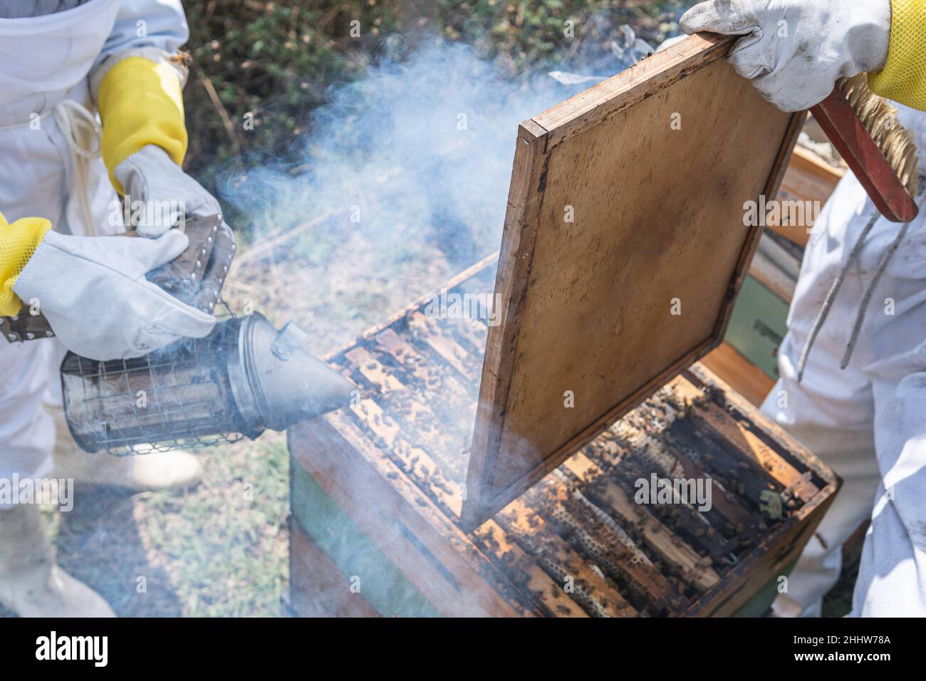 Close-up of a smoker using smoke to tranquilize bees from a honeycomb ...