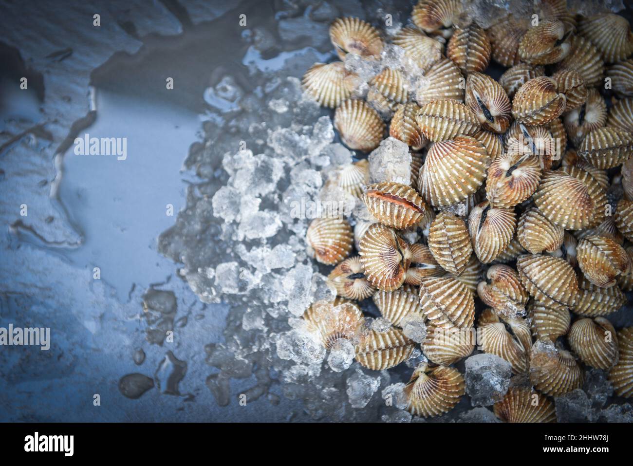 Cockles on ice background, Fresh raw shellfish blood cockle ocean ...