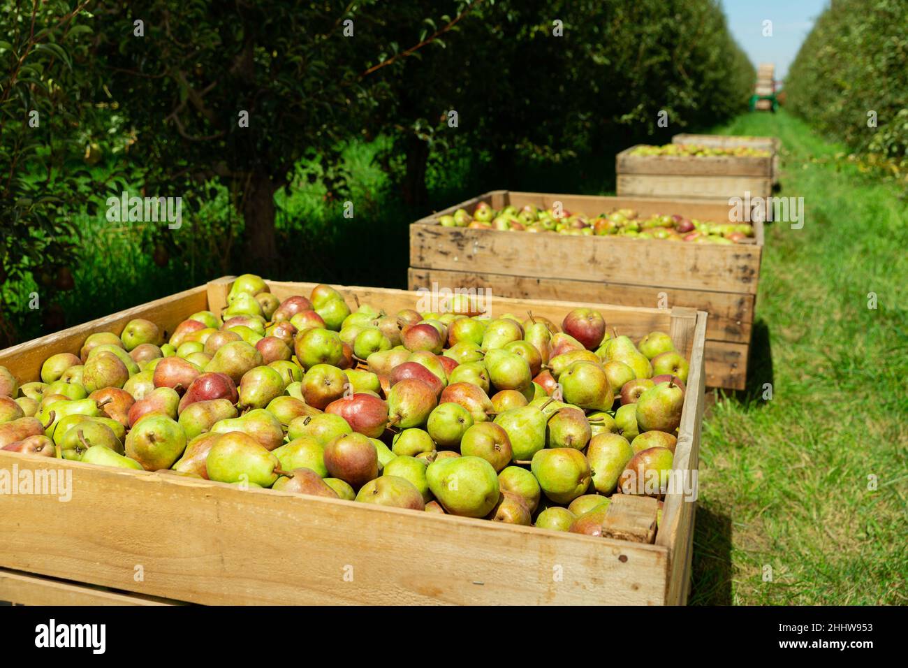 Pears agriculture fruit landscape color hi-res stock photography and ...