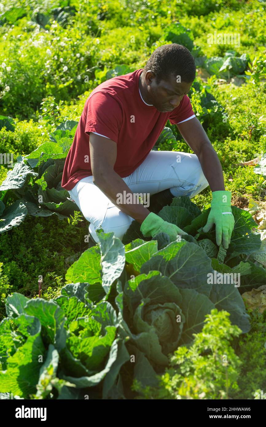 African-american man harvesting tender cabbage Stock Photo - Alamy