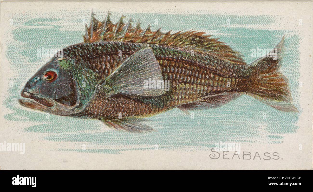 Bass fish artwork hi-res stock photography and images - Alamy