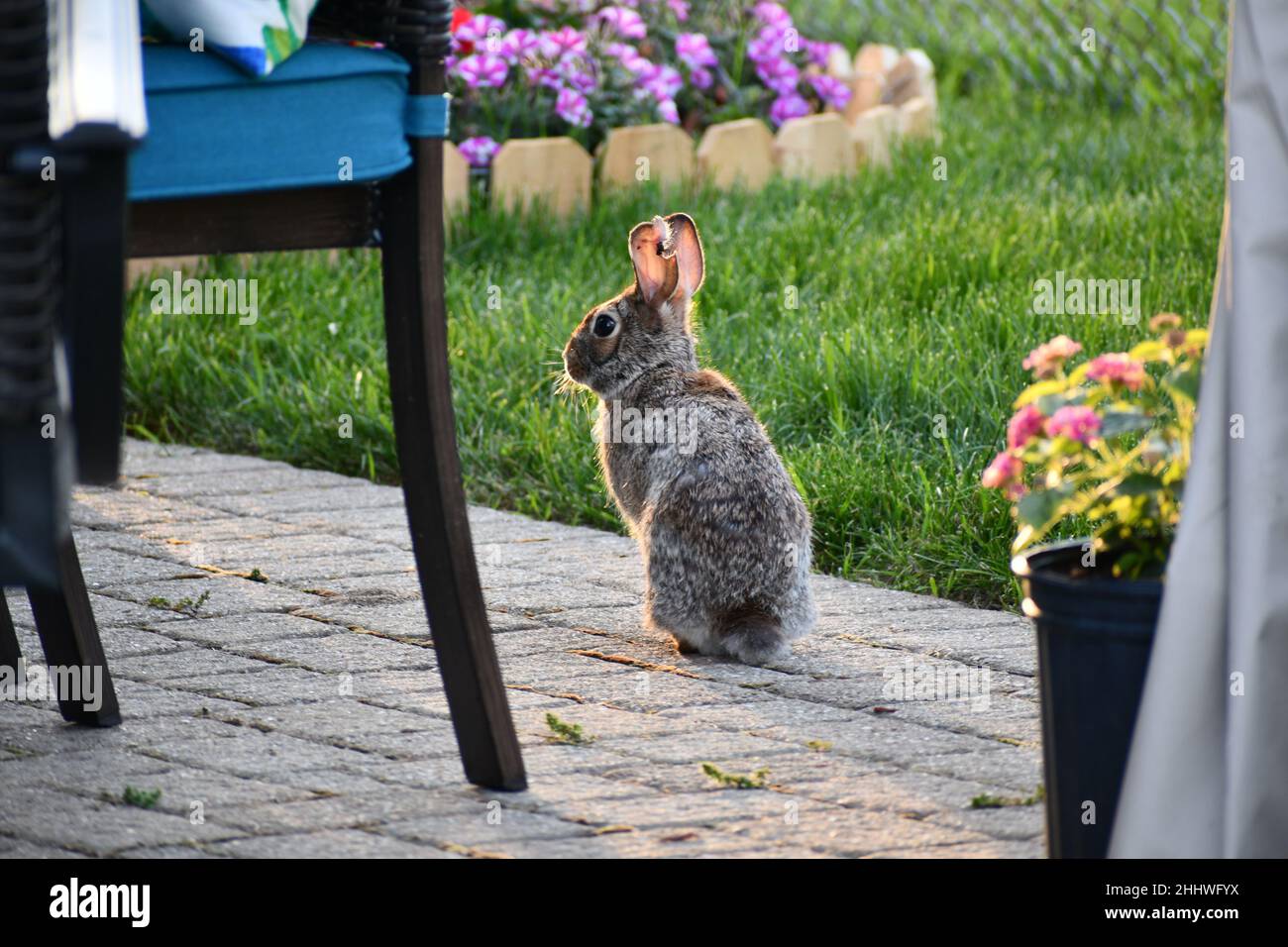 Adorable furry rabbit on a patio Stock Photo - Alamy