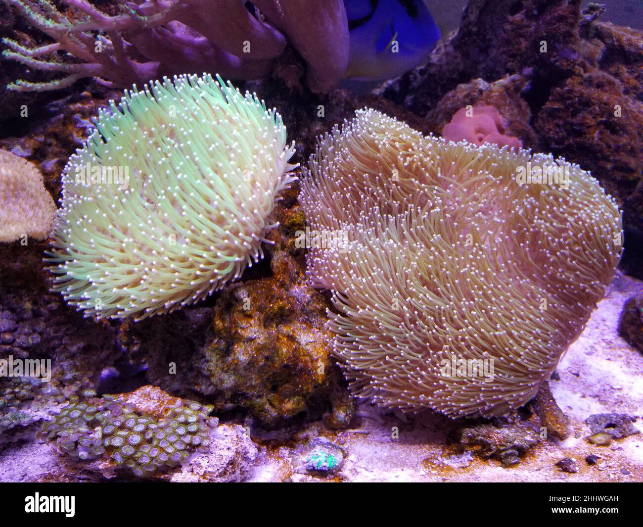 Devil's hand coral and toadstool leather coral reef inside an aquarium ...
