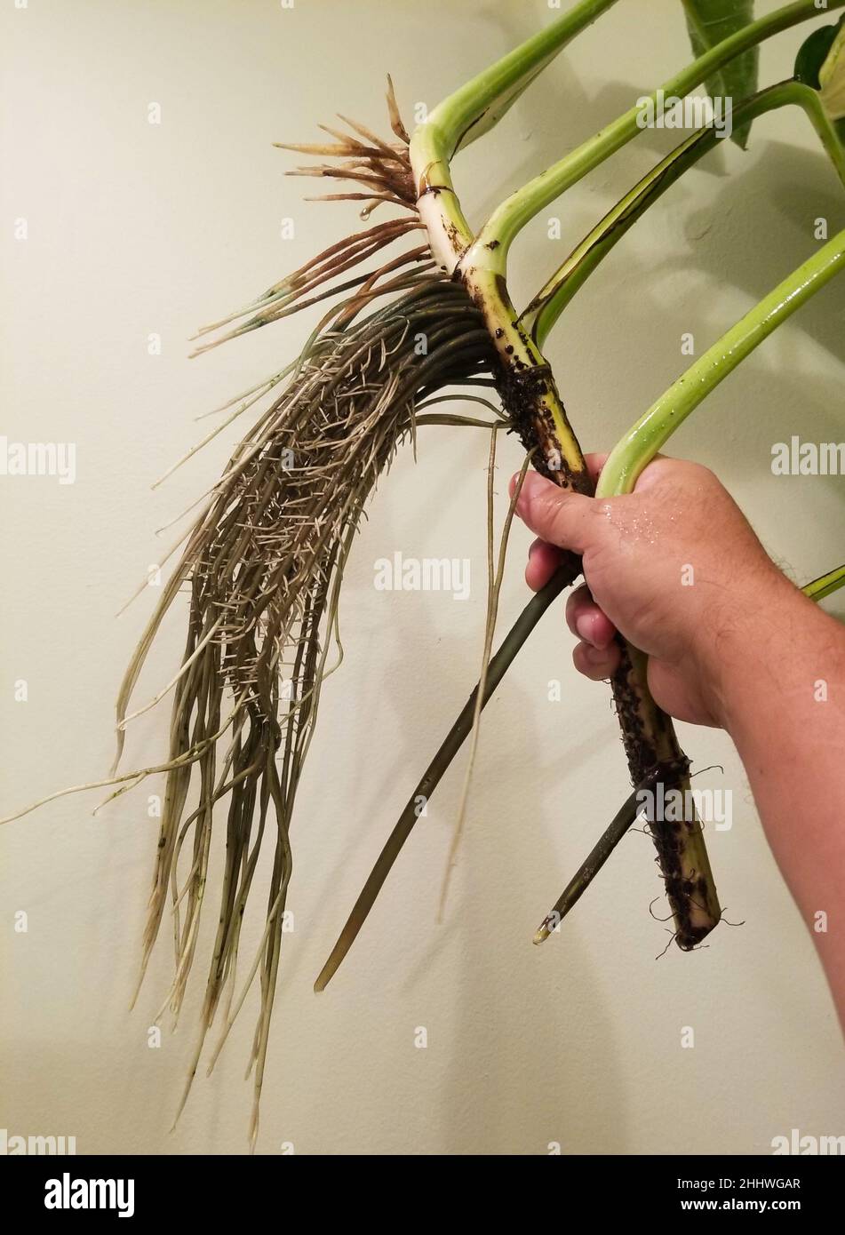 A long aerial roots of a Hawaiian Pothos cutting Stock Photo - Alamy