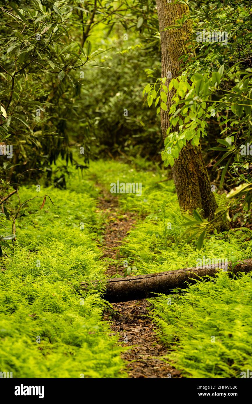 Bright Green Ferns Line Narrow Trail in the Smokies Stock Photo - Alamy