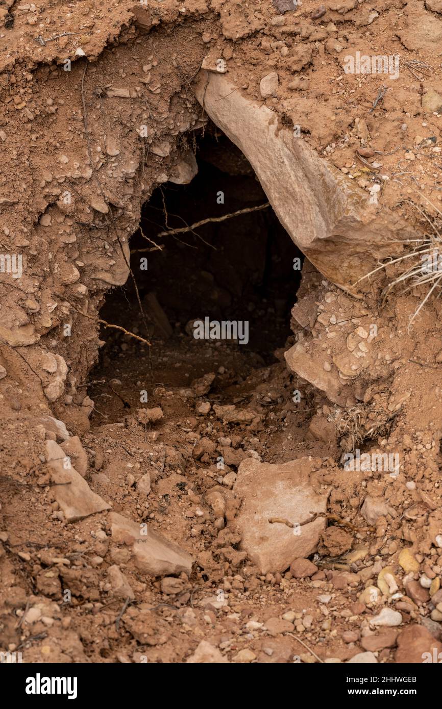 Burrow of Large Animal In Canyonlands National Park dirt Stock Photo ...