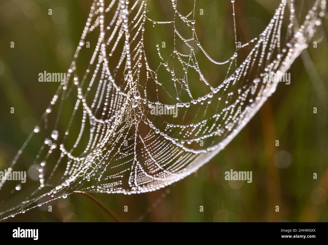 Spider web with drops of water deposited Stock Photo - Alamy