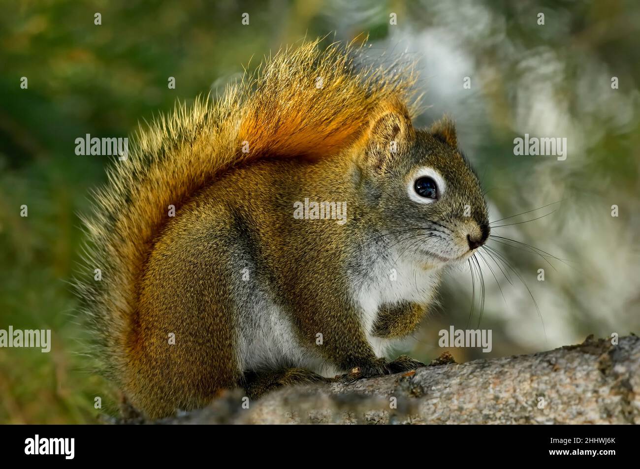 A red squirrel "Tamiasciurus hudsonicus", sitting on a spruce tree ...