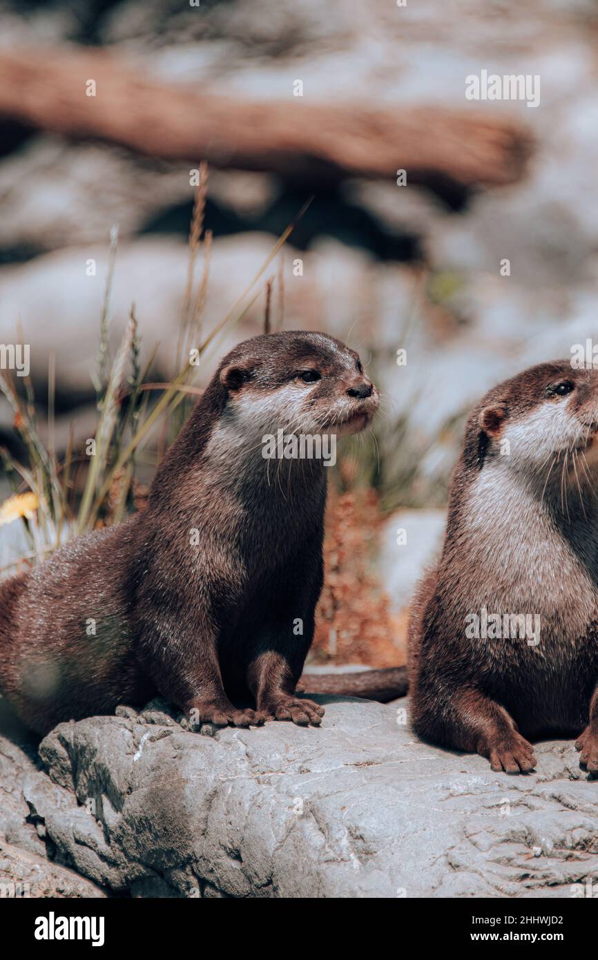 Wellington zoo otter hi-res stock photography and images - Alamy