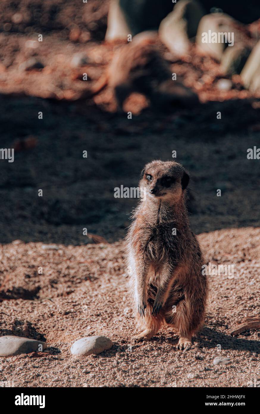 Meerkat on lookout Stock Photo - Alamy