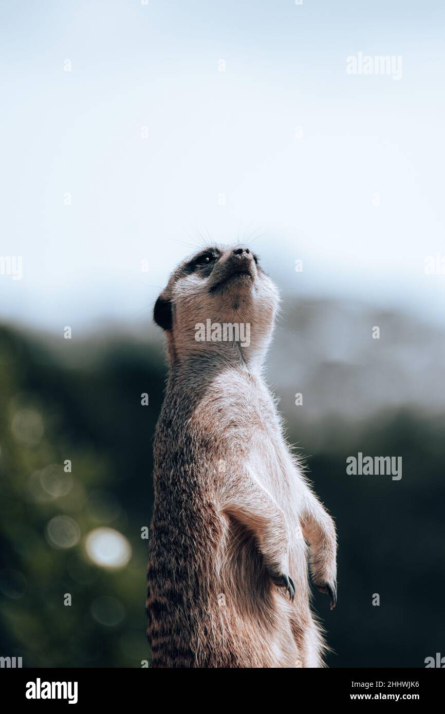 Meerkat on lookout Stock Photo - Alamy