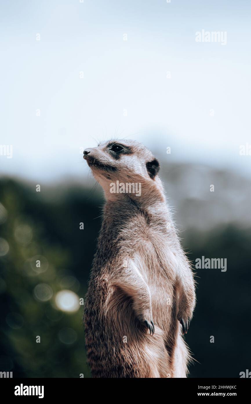 Meerkat on lookout Stock Photo - Alamy