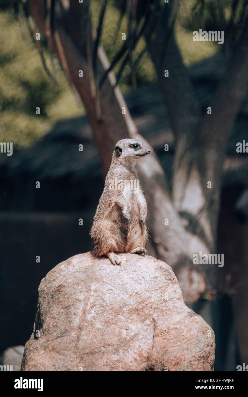 Meerkat on lookout Stock Photo - Alamy
