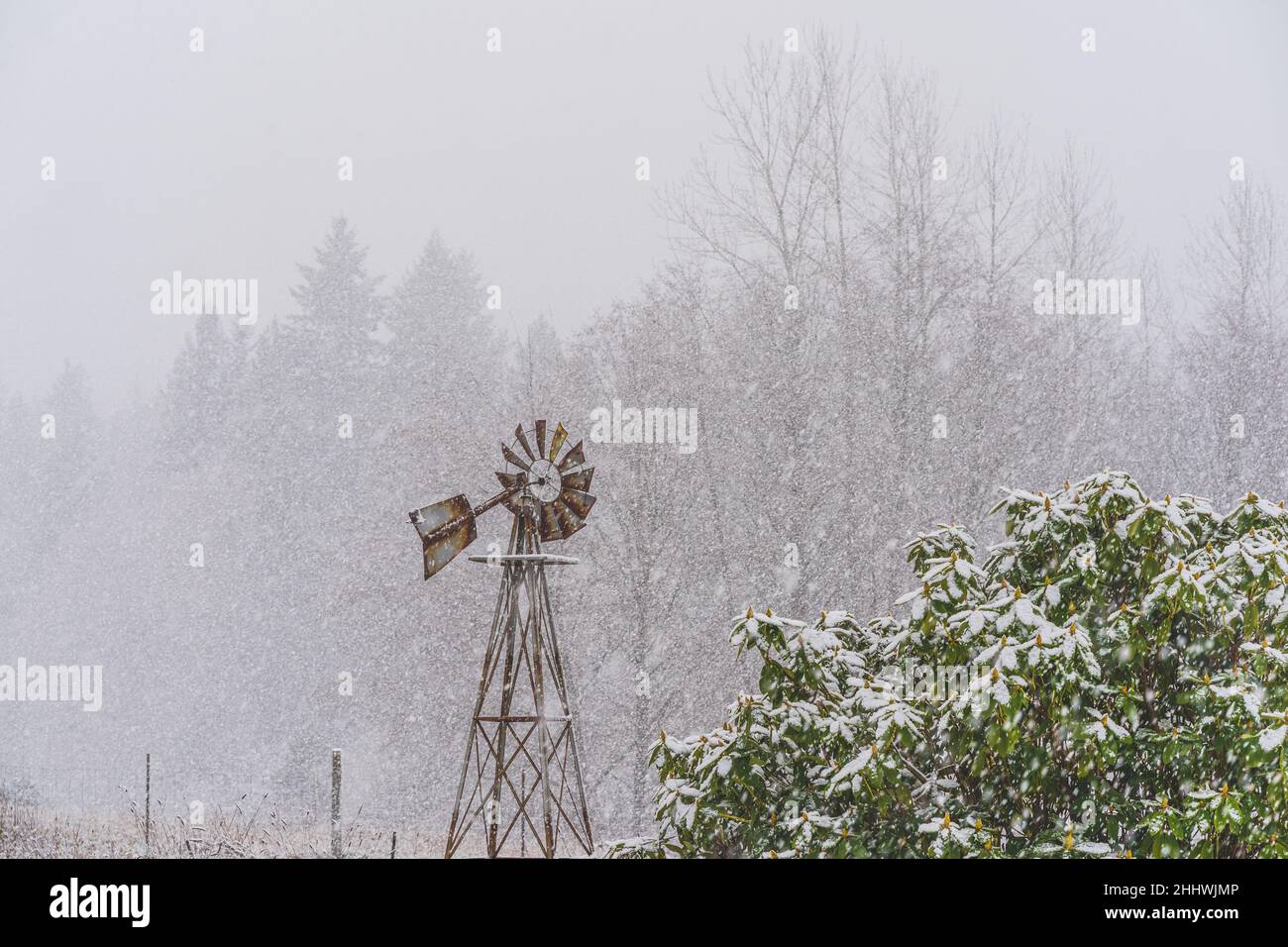 Tranquil scene of snow falling on wind mill and rhododendron Stock ...