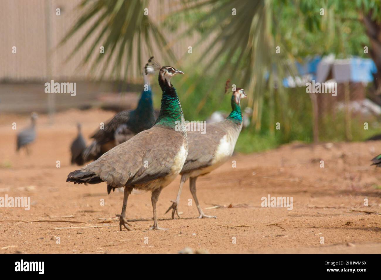 Stylized peacock feather hi-res stock photography and images - Alamy