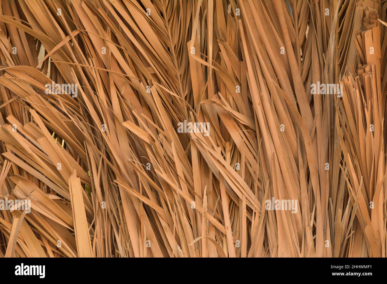 Dates palm tree leafs background texture Stock Photo - Alamy